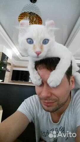 Котик в любящую семью Американский Керл