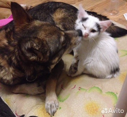 Котёнок и маленькая собачка