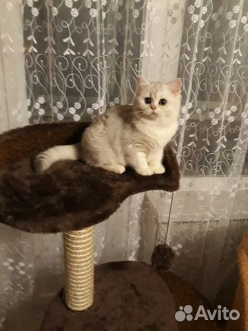 Ника