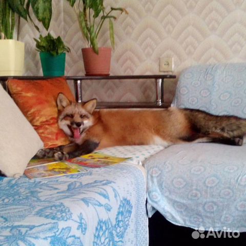 Лисята Лиса