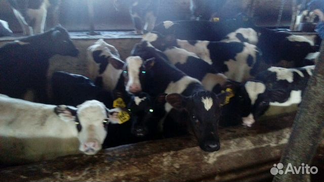 Продаем телята бычки и телочки