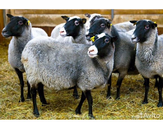 Продам Овец и барана