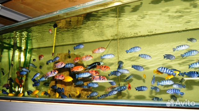 Аквариумные стойки ферму - разводню