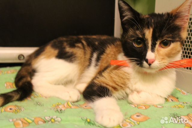 3-цветное счастье в дар