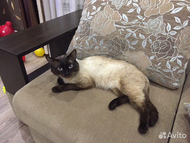 Сиамский котёнок