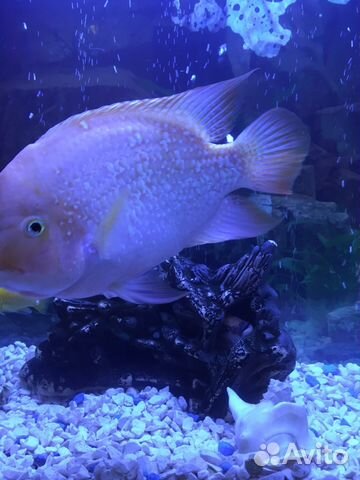 Цихлозома лабиатум или губастая