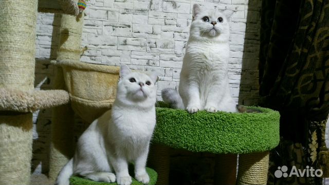 Британские коты ns1133