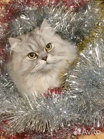 Отдам котика Кузю только в хорошие руки