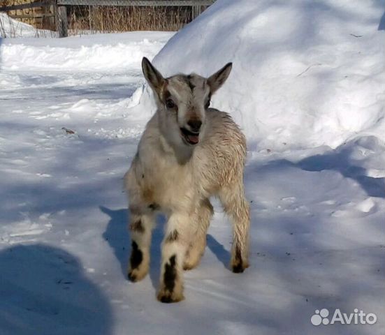 Продам козлят и Альпийских покрытых коз
