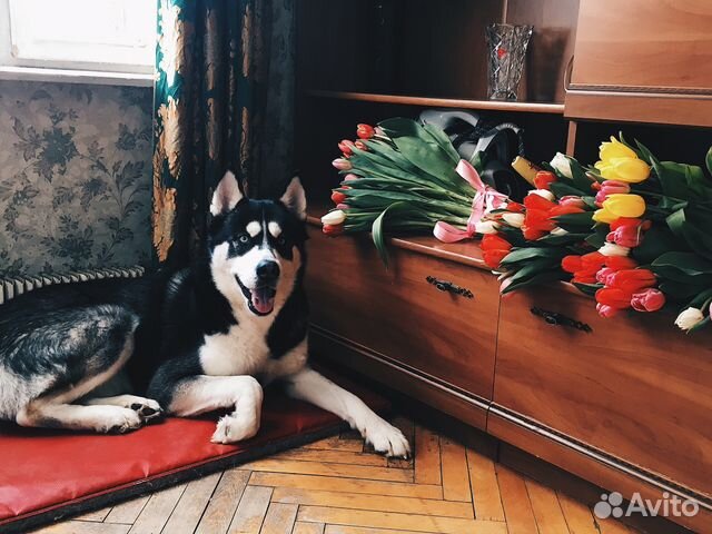 Вязка кобеля хаски