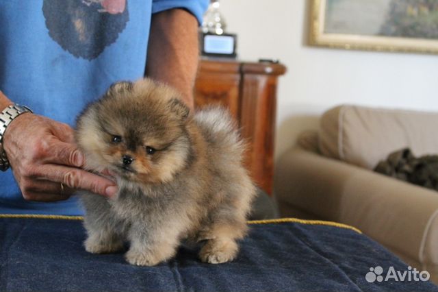 Оранжевый принц