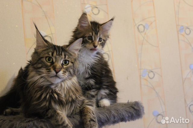 Котята мейн-кунята