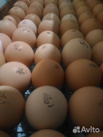 Бройлера-цыплята, запись на апрель