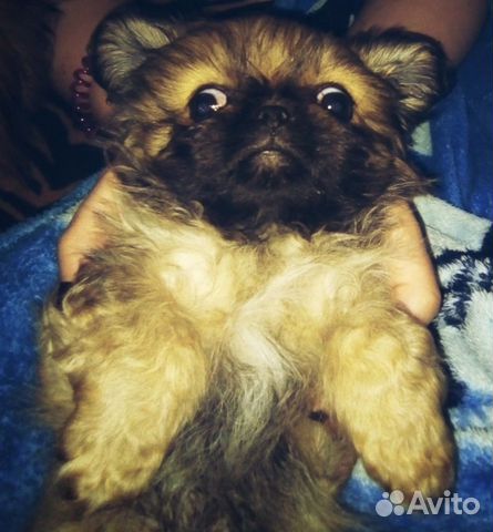 Малыши пекинесики