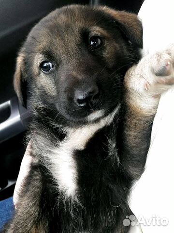 Малыши от овчаристой мамы в дар