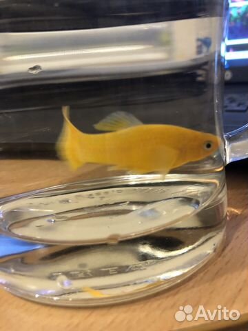 Моллинезия золотая