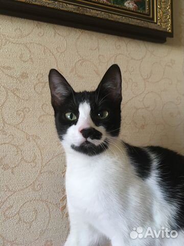 Метисс Корниш рекс Маруся