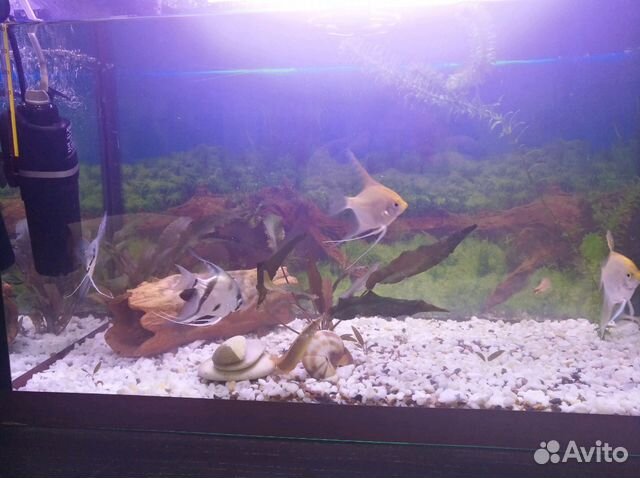 Аквариум 70 литров