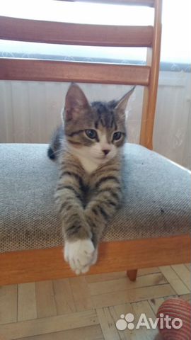 Котенок мальчик 3 мес