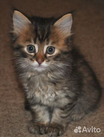 Пушинка - очень ласковая девочка 2 мес. в дар