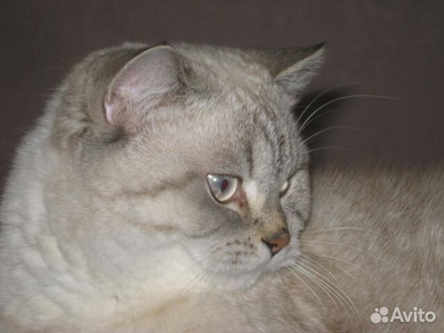 Продается шикарный британский котик (1 год 3 мес)