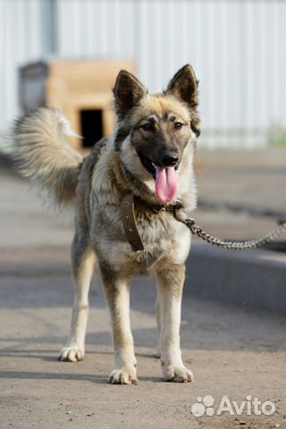 Очаровательная собачка Фаня в дар