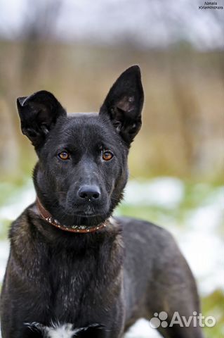 Черно-бурая метиска в дар