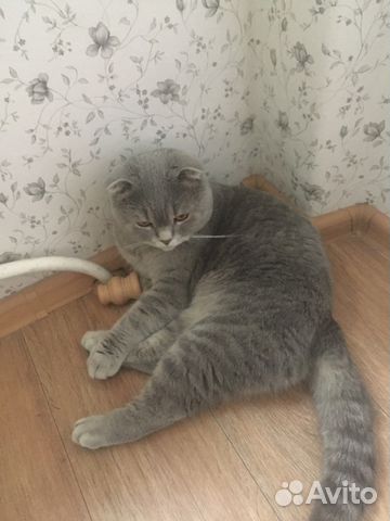 Вязка Британца