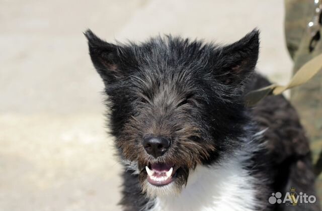 Сообразительная и послушная девочка Бимка