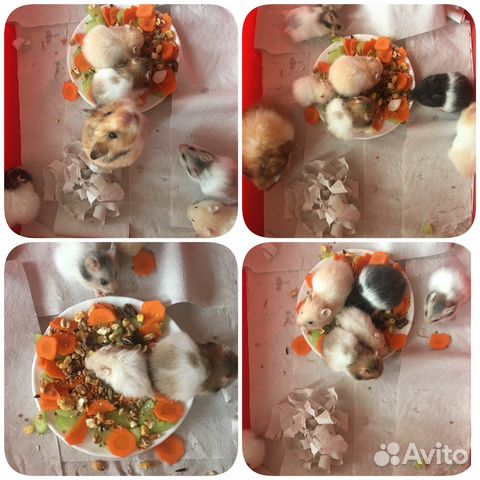 Сирийские хомячки, Клетки