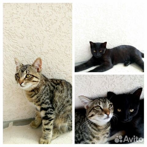 Котята британцы. Отдам бесплатно