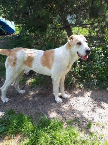 Подрощенная девочка сао высокопородных родителей