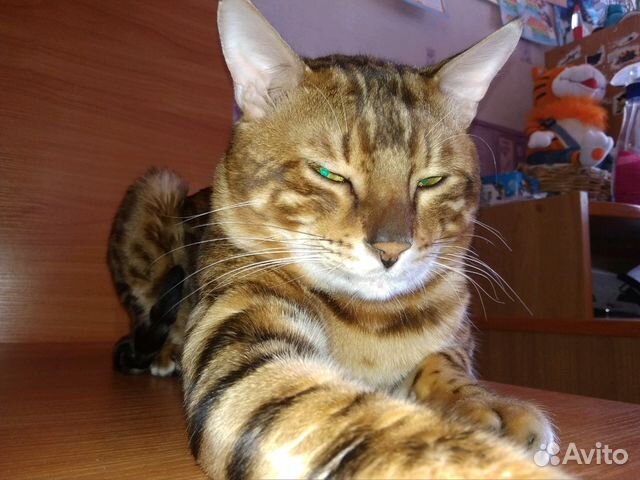 Шикарный Бенгал, вязка