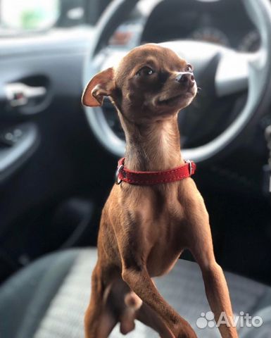 Вязка Мини той терьер 2кг 1год 9 месяцев