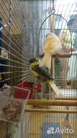 Кенар глостер