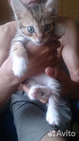Котята от дам в хорошие руки;) два мальчика;)