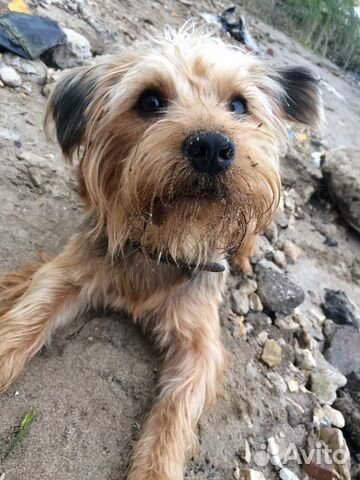 Вязка с красавцем,стандартный Йорк