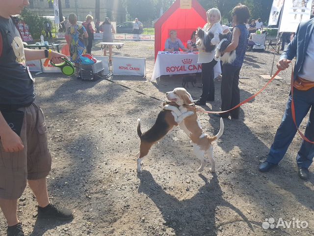 Бигль мальчик-биколор от интерчемпиона