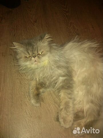 Персидская экстремальная кошка в очень добрые руки