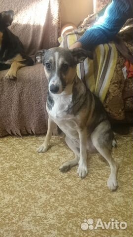 Милейшая Мальвина ищет дом