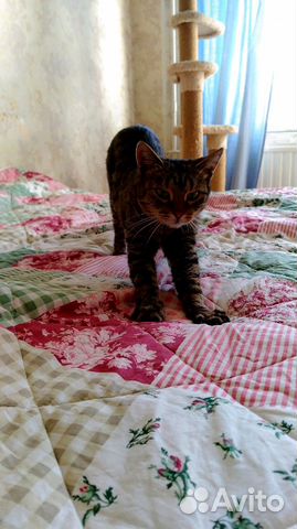 Кошка Плюшка