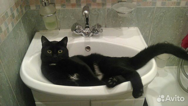 Молодой холеный красавец Марс в дар