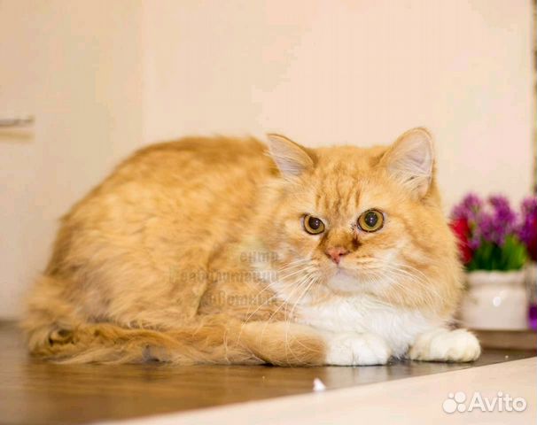 Помесь с персом