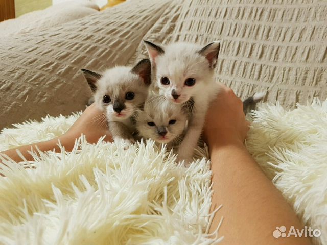 Отдам котенка