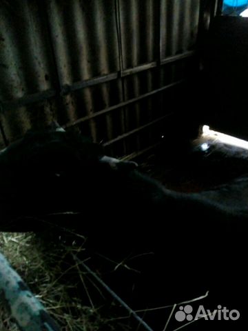 Продам бычка