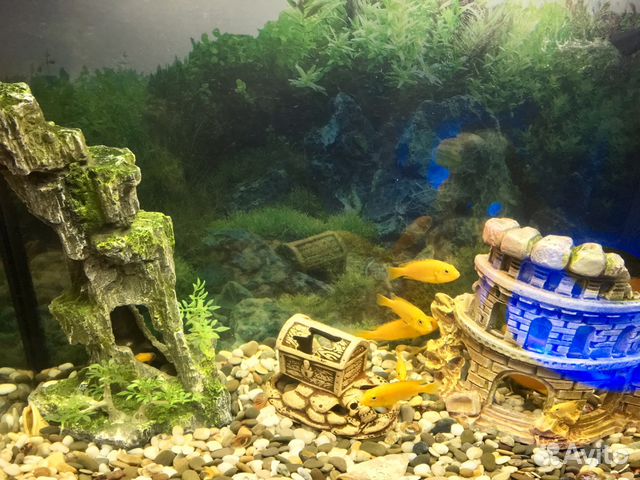 Рыбки «цыхлиды»