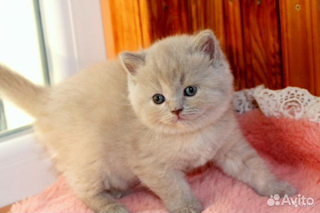 Британские котята