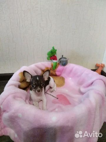 Чихуахуа