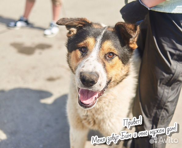 Собака Бим в добрые руки