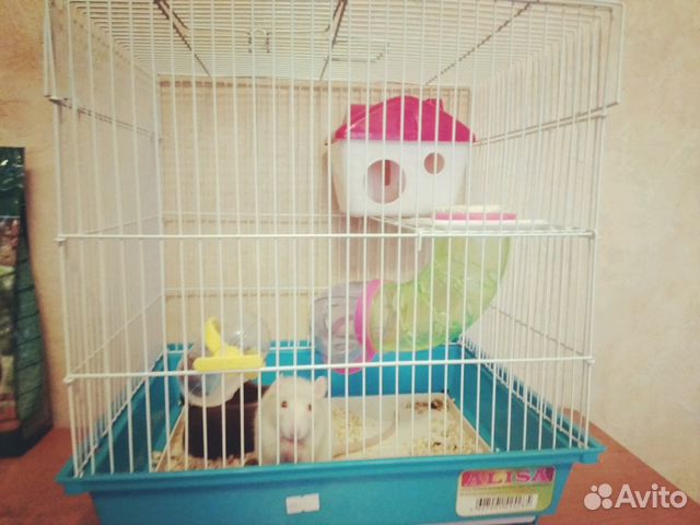 Крыса (мальчик), бесплатно без клетки